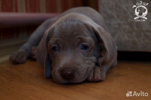 Веймаранер щенок