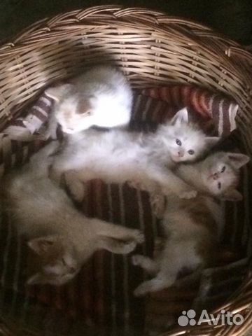 Котята