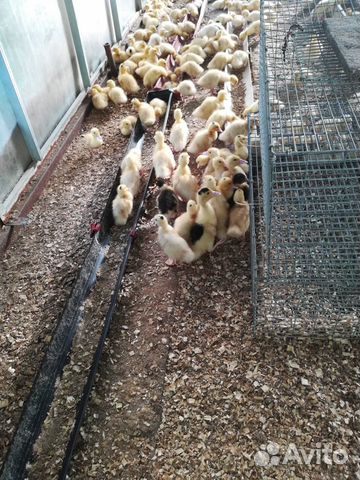 Утятамулардики