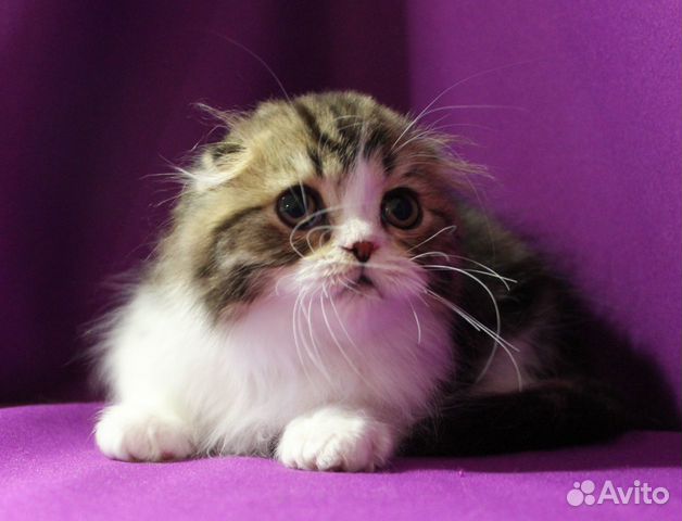 Малыш породы хайленд фолд