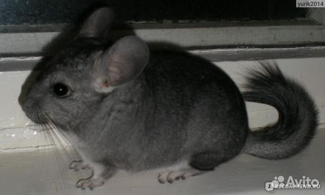 Продается шиншиленок