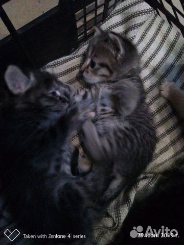 Котятам нужен дом