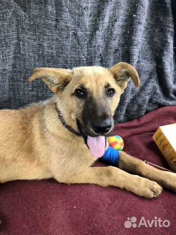 Метис Бельгийской овчарки 3 мес в дар