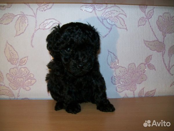 Щенки пудельки