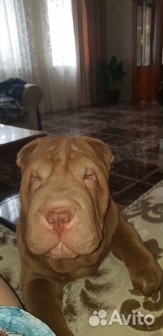Пропала собака