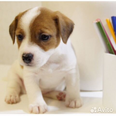 Джек Рассел терьер