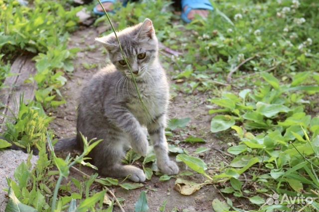 Котенок, мальчик, кот, Кошки, Серый в полоску
