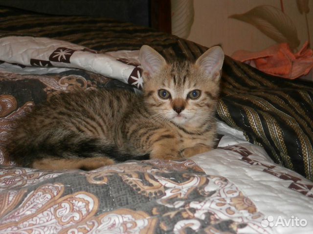 Домашние животные