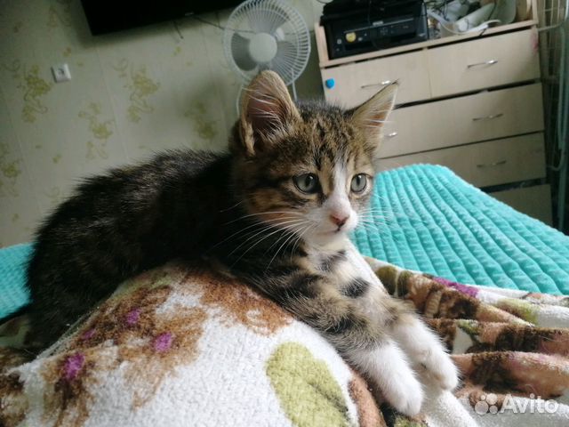Котенок в добрые руки
