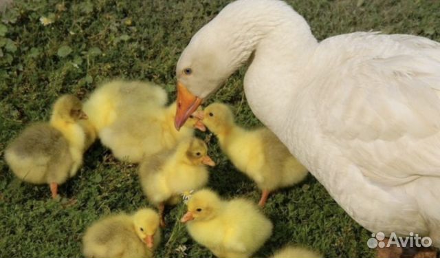 Гусята 3-х дневные