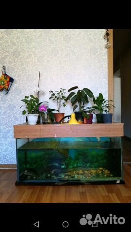 Аквариум и черепаха