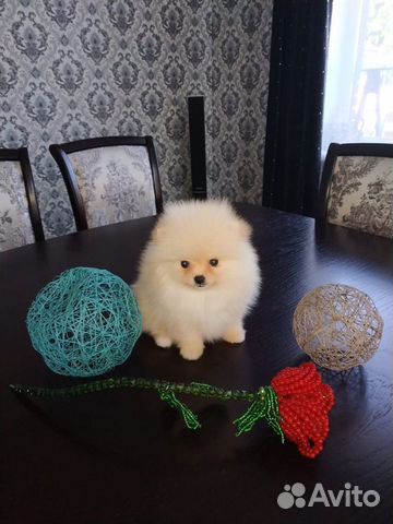 Продам щенка Щпица