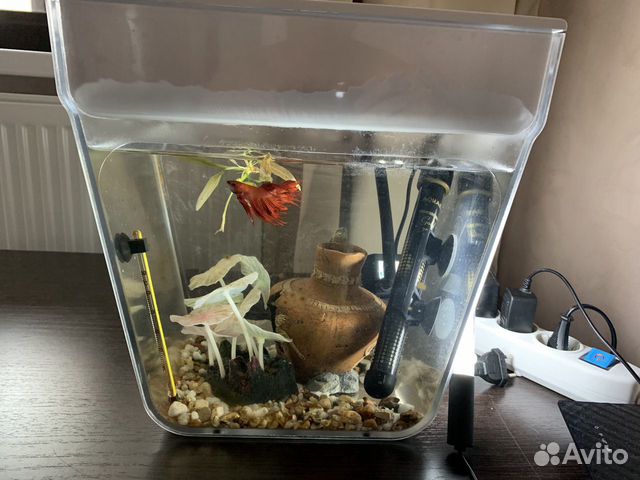 Аквариум с рыбкой-петушком и кормом