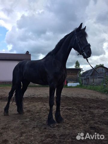 Продам молодую фризскую кобылу