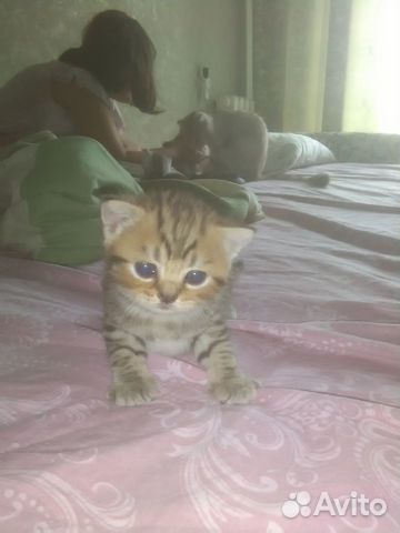 Продам котят