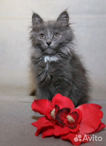 Котенок Гермиона