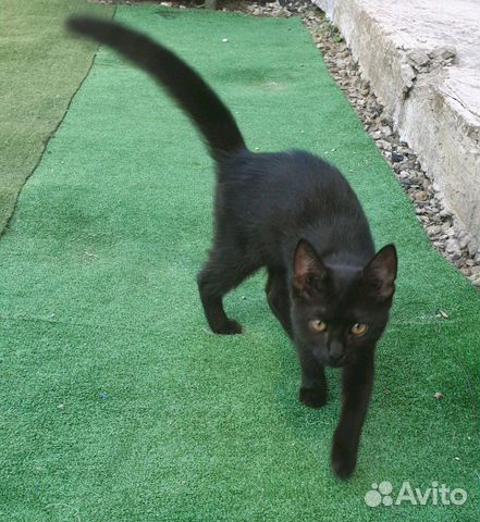 Котеное