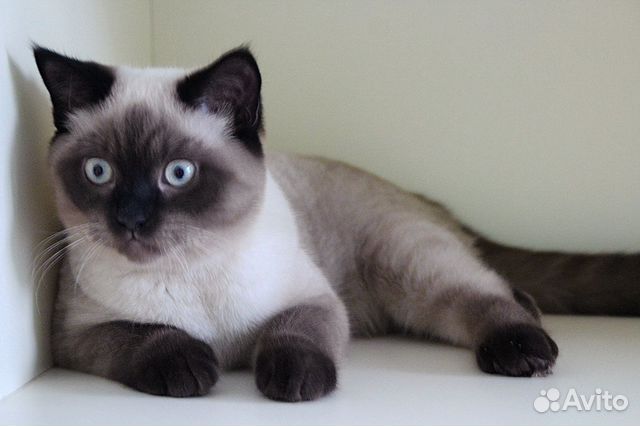 Котята колор пойнт страйт и фолд