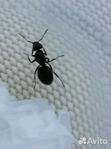 Матка serviformica fusca, муравьи