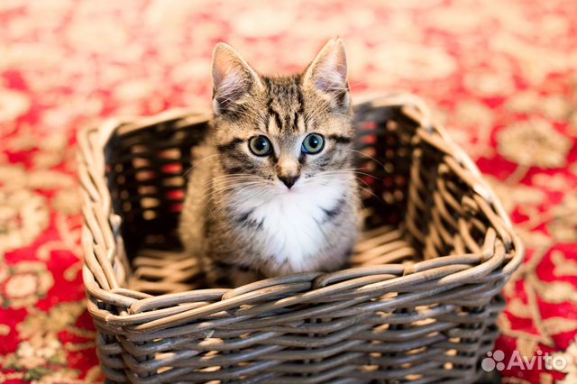 Котенок - рысенок и инопланетенок