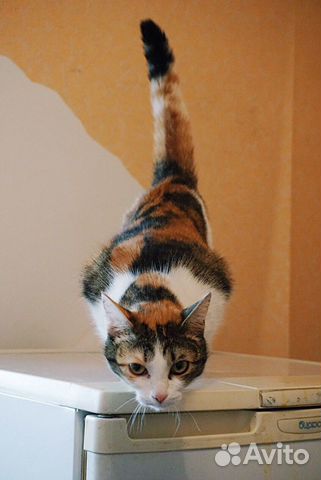 Кошка Афродита