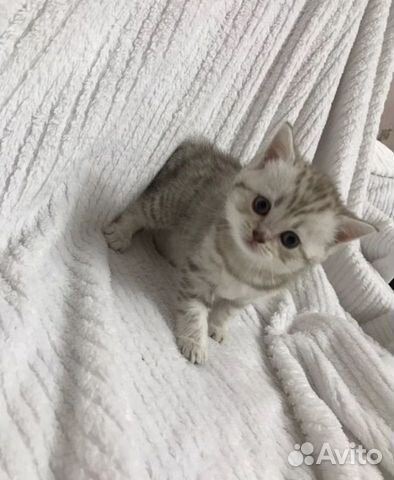Продам шотландского котёнка