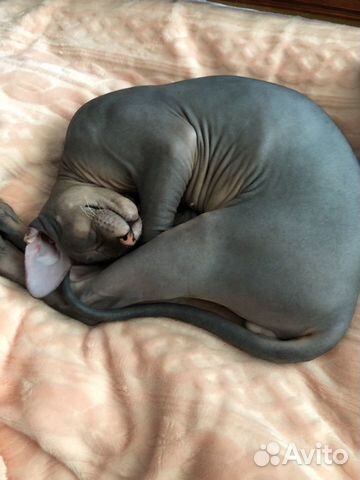 Сфинкс донской с канадским