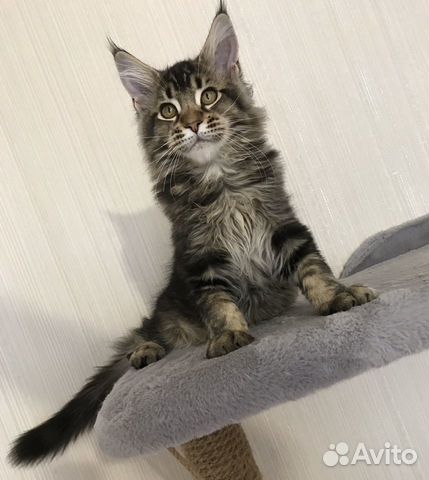 Шикарный кот