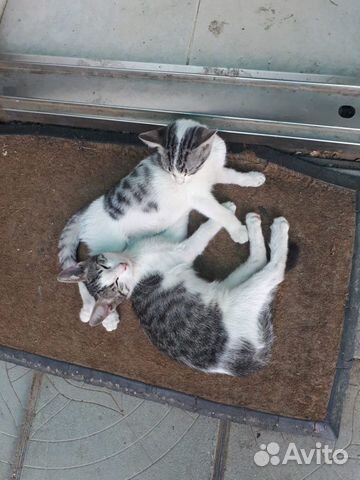 Красивые котята