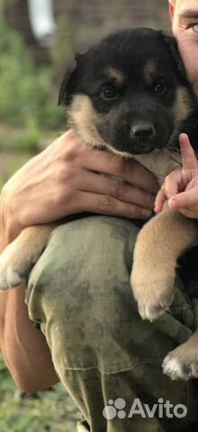 Щенок немецкой овчарки и хаски