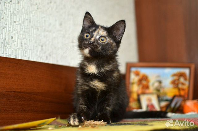 Деми и Мисти ищут дом