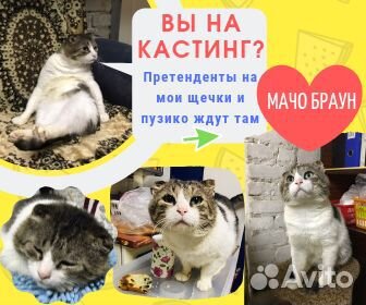 Мачо Браун приглашает на кастинг