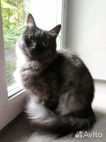 Кот
