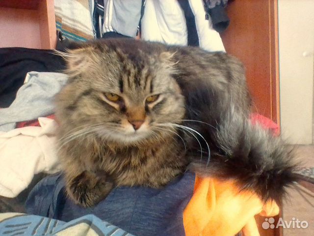 Шотландский длиношерстный вислоухий кот