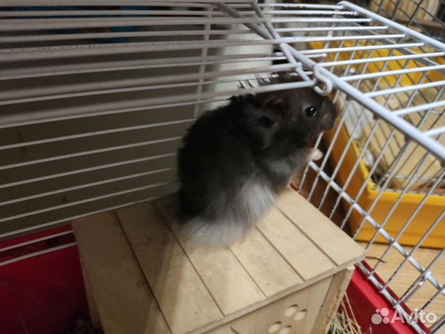 Хомяки сирийские в дар