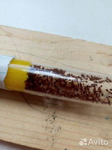 Одноматочная колония Myrmica sp