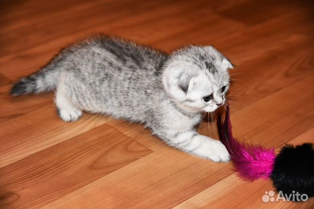 Тигровая малышка Элеонора