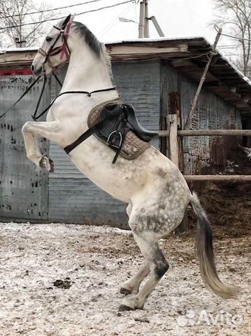Шикарные рысаки