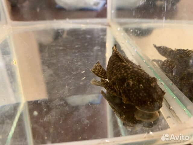 Сом Птеригоплихт