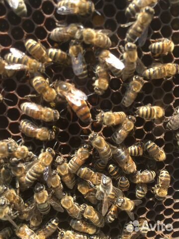 Пчеломатки