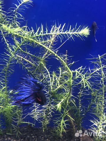 Рыбка петушок