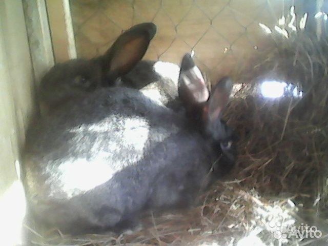 Кролики мясных пород