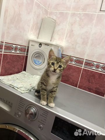 Животные
