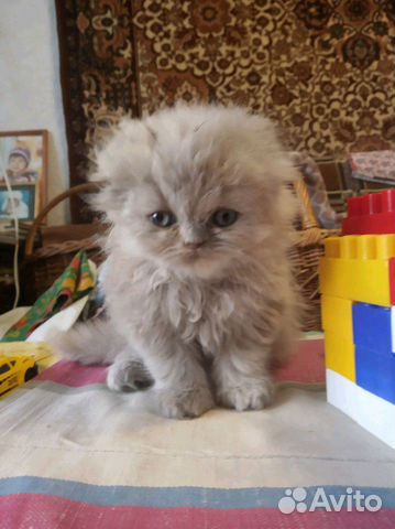 Девочки британки