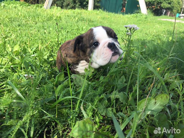 Английские бульдожки малыши