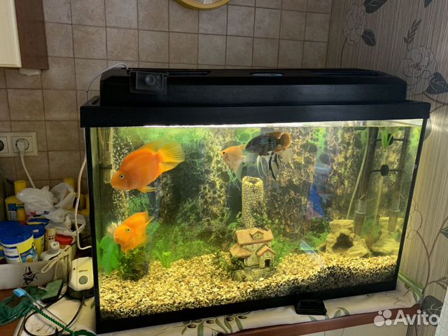 Аквариум 120 л (рыба-попугай)