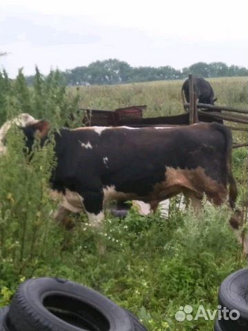 Двойные коровы телята барашки