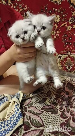 Шотландские поинты