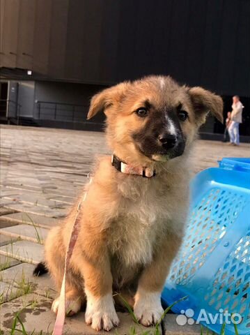 Две красивые сестрички ищут себе семью