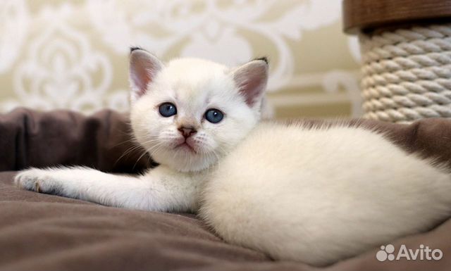 Роскошный котик редкого окраса шиншилла пойнт